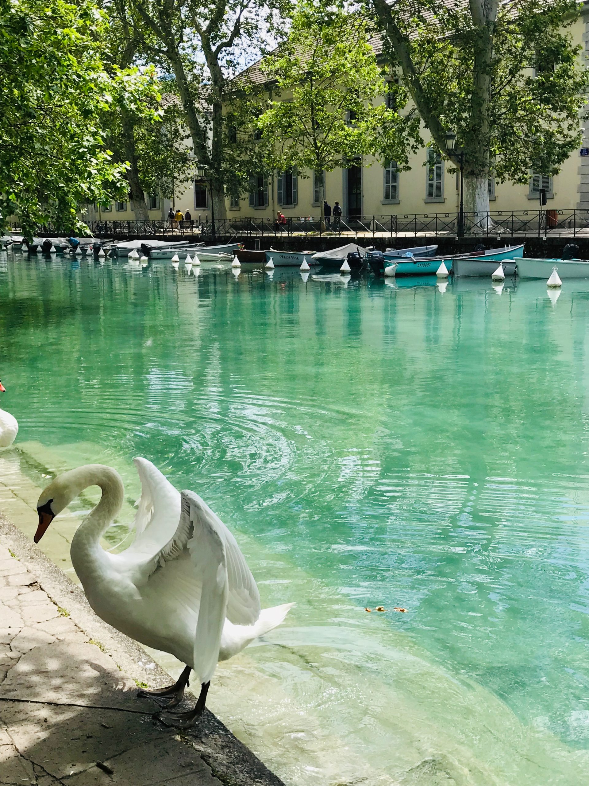 Perspective – Dr Justine Anne Collins